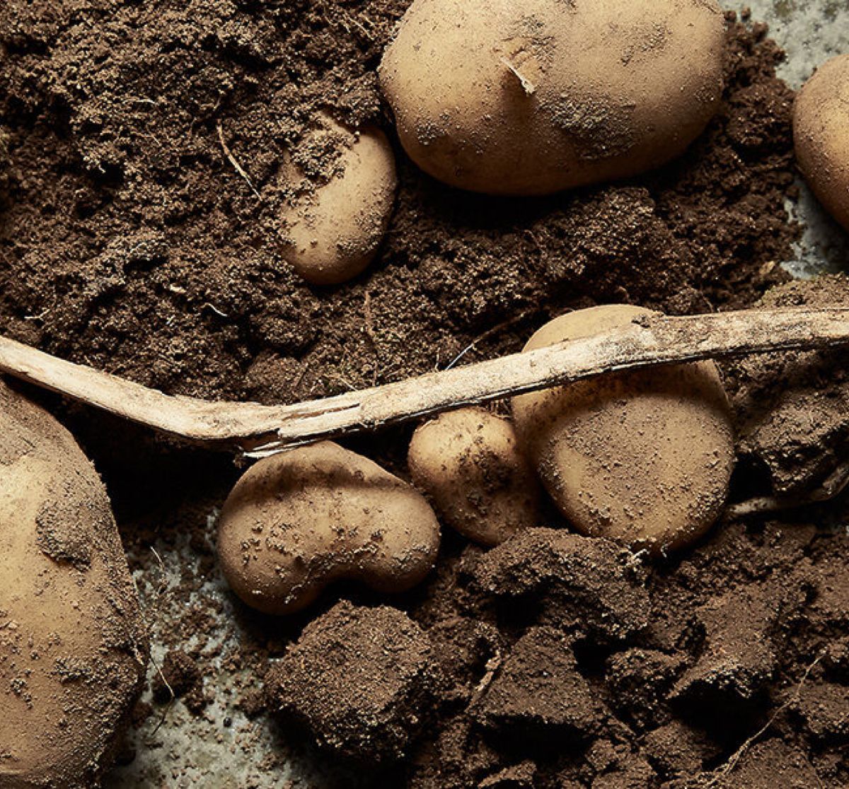 A Love Letter to Linda | NEFF