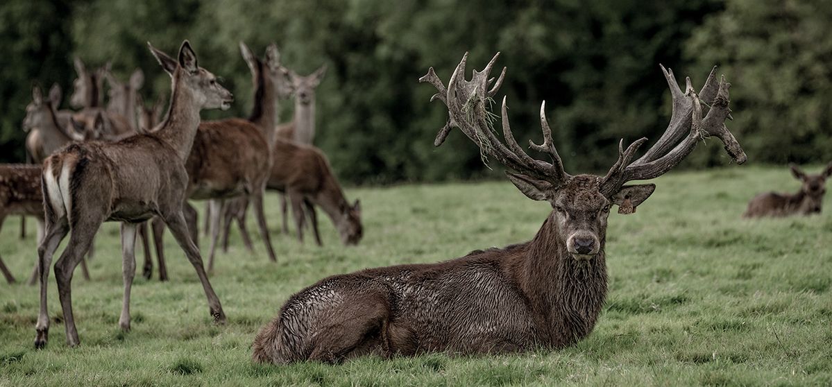 Story: The hunter in a galaxy of his own | NEFF