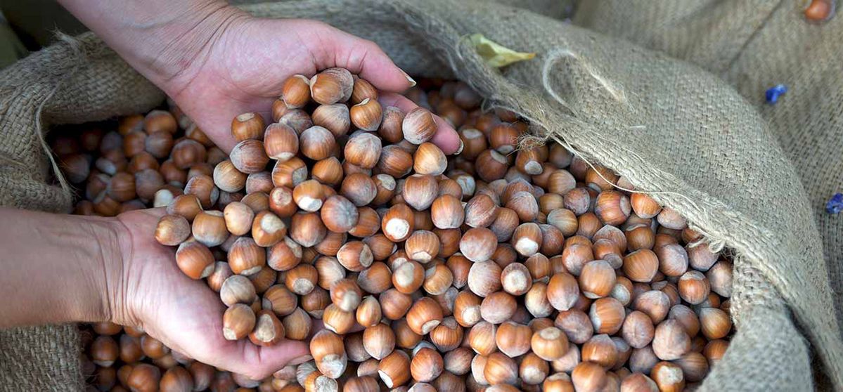 Verhaal: Biologische hazelnoten - Papa dei Boschi's Pralines | NEFF