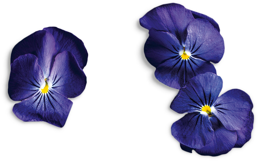 MSGZF004 Seed capsules, Viola True Blue | BOSCH BE