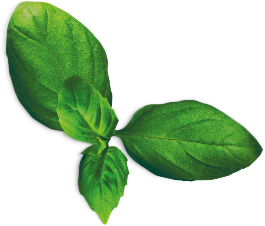 MSGZH017 Basilic spicy | Bosch Electroménager France